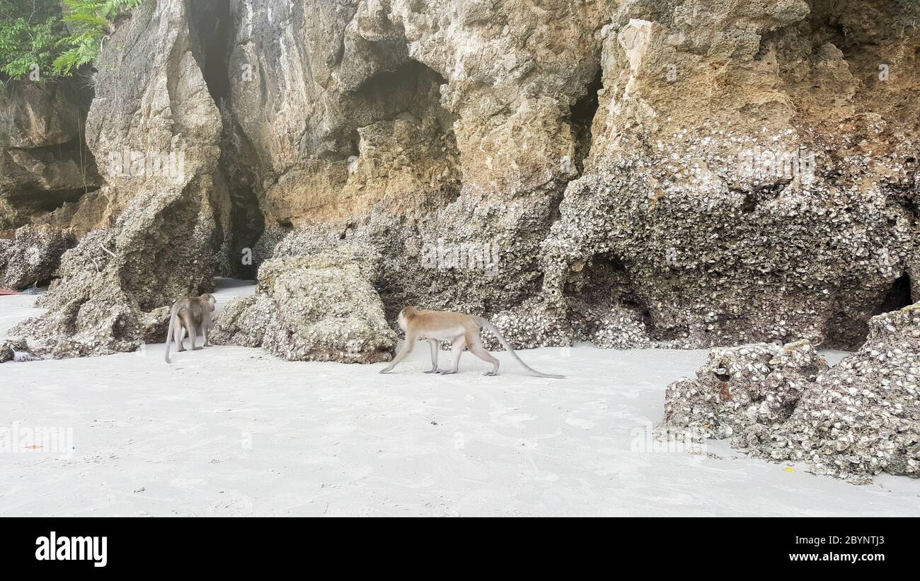 Monkeys Cave High Resolution Stock Photography and Images - Alamy