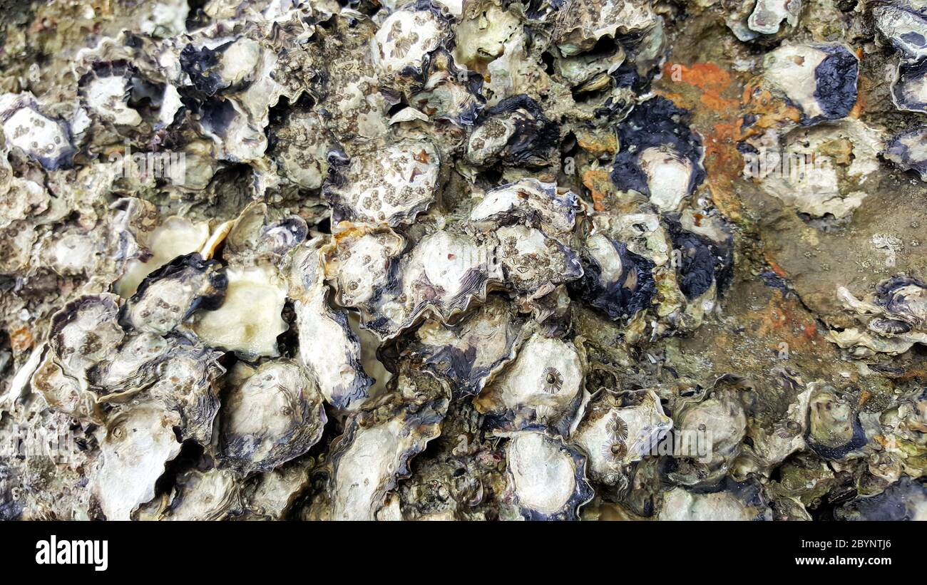 oyster shell on rock beach sea cave Stock Photo - Alamy