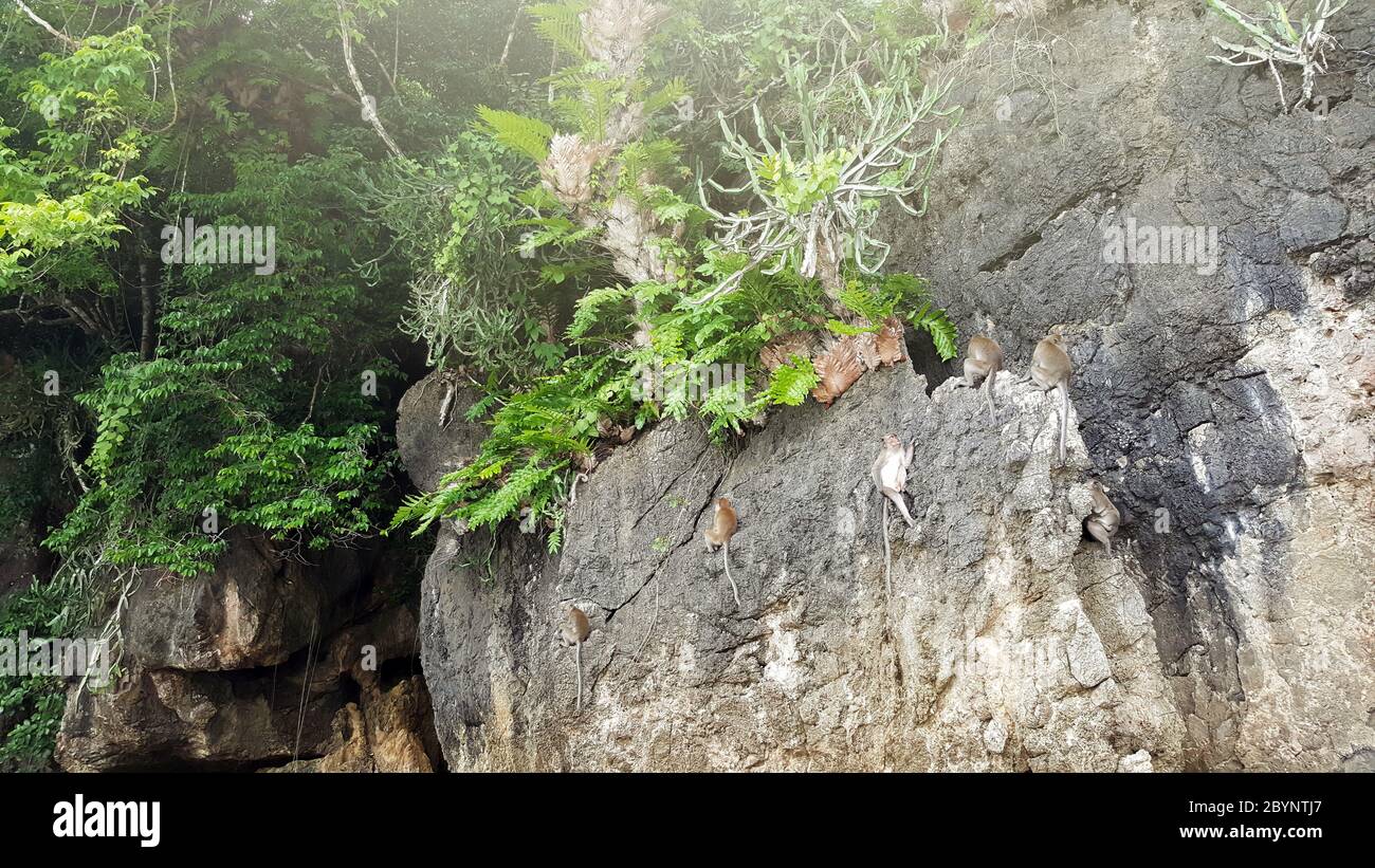 monkeys on cliff near beach sea cave Stock Photo - Alamy