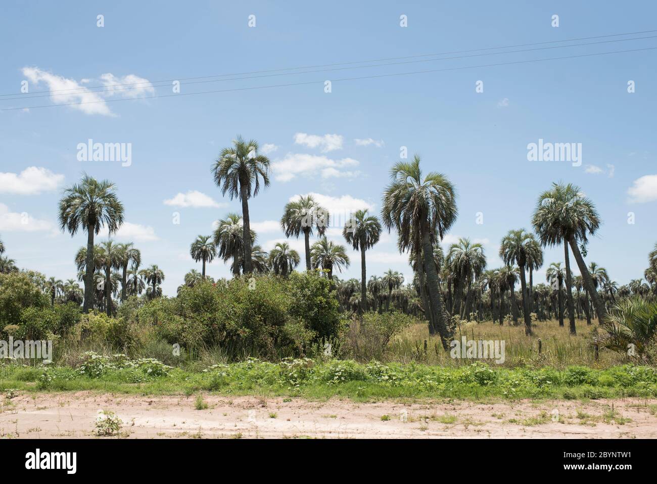 Field of butia palm trees, butia capitata, on the sides of the Camino ...