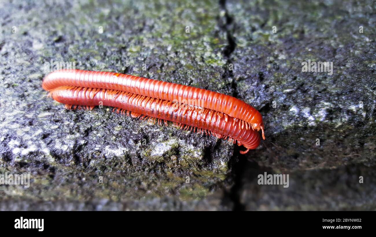 Millipede Millipedes High Resolution Stock Photography and Images - Alamy