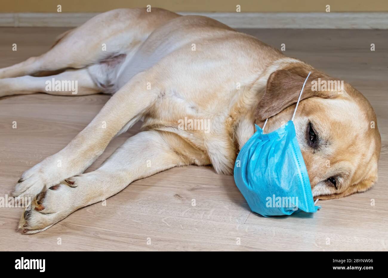 white labrador in blue disposable mask Stock Photo - Alamy