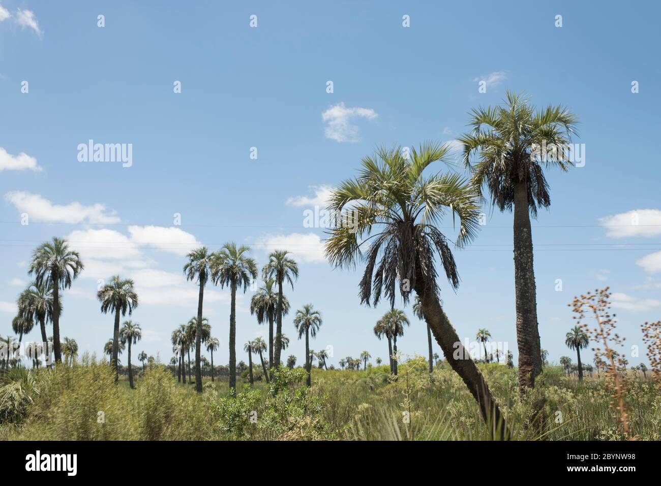 Field of butia palm trees, butia capitata, on the sides of the Camino ...
