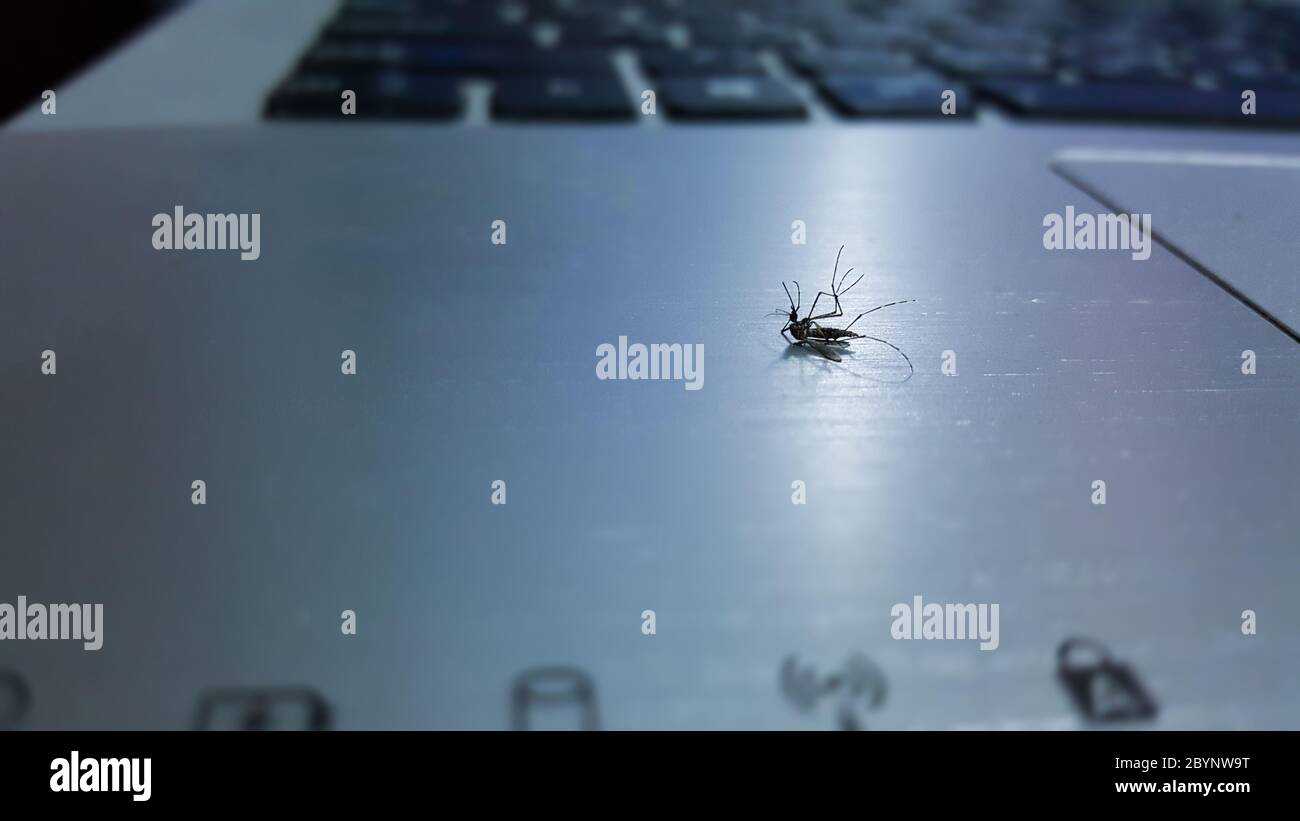 mosquito lay on notebook working computer Stock Photo - Alamy