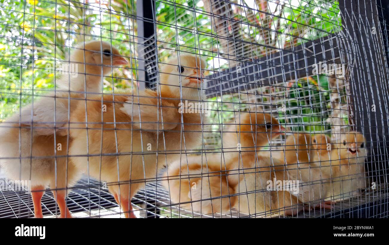 close-up chick in cage Stock Photo - Alamy