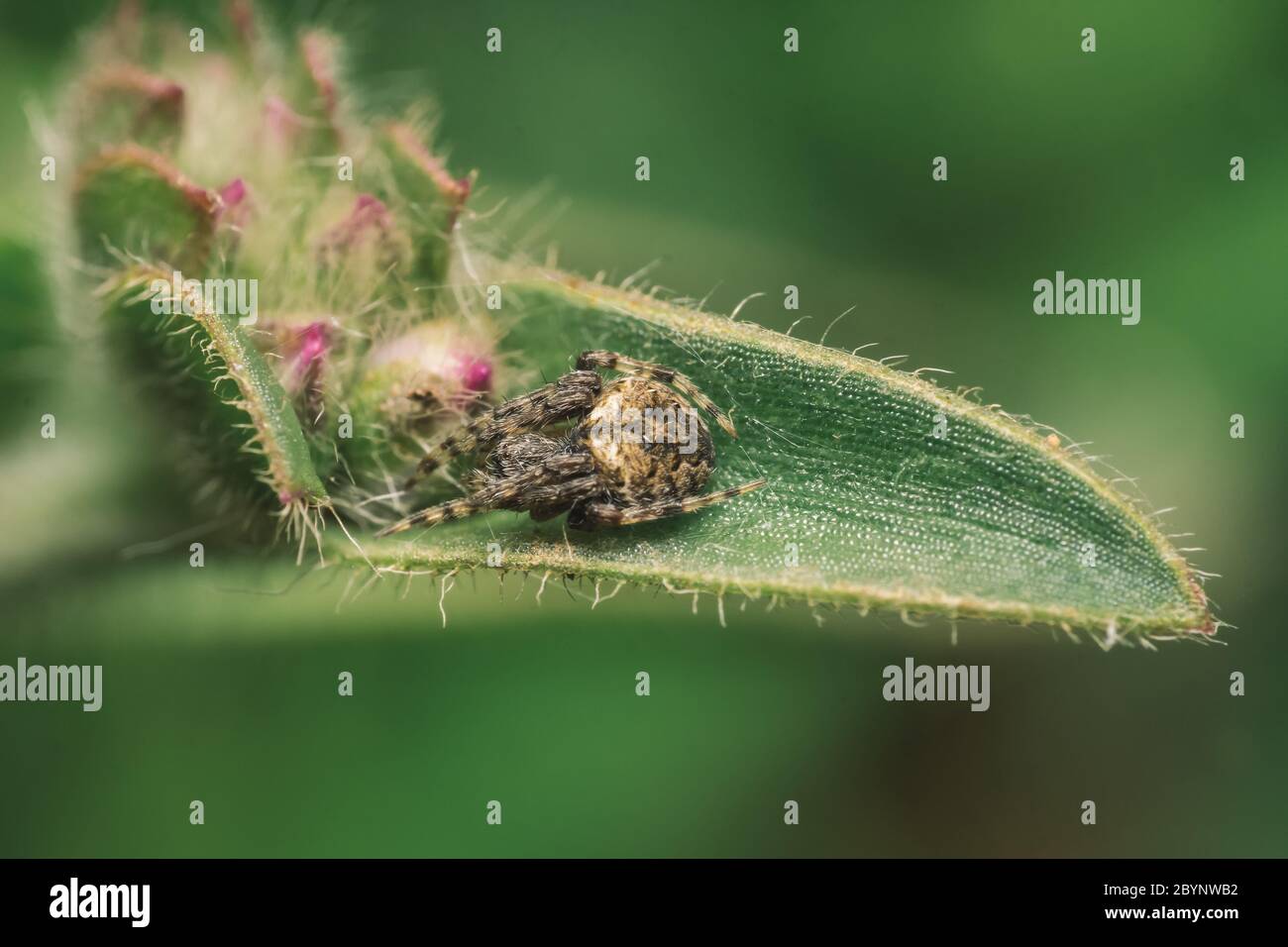 Neoscona sp. Spider, Pune, Maharashtra, India Stock Photo - Alamy