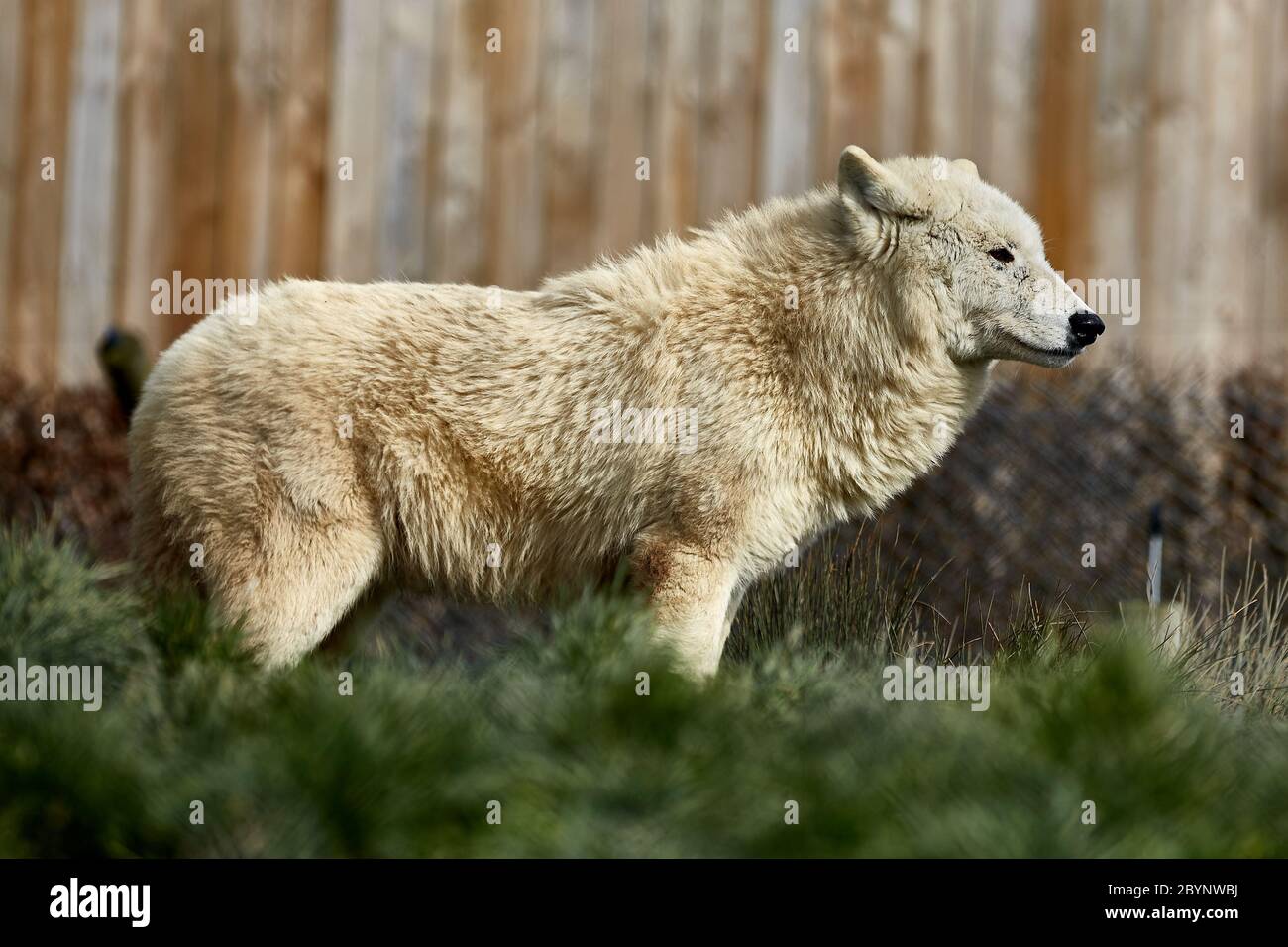 White wolf woodside Stock Photo - Alamy