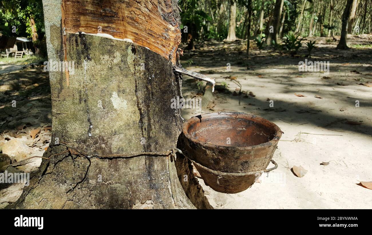 close-up skin of rubber tree with latex Stock Photo - Alamy