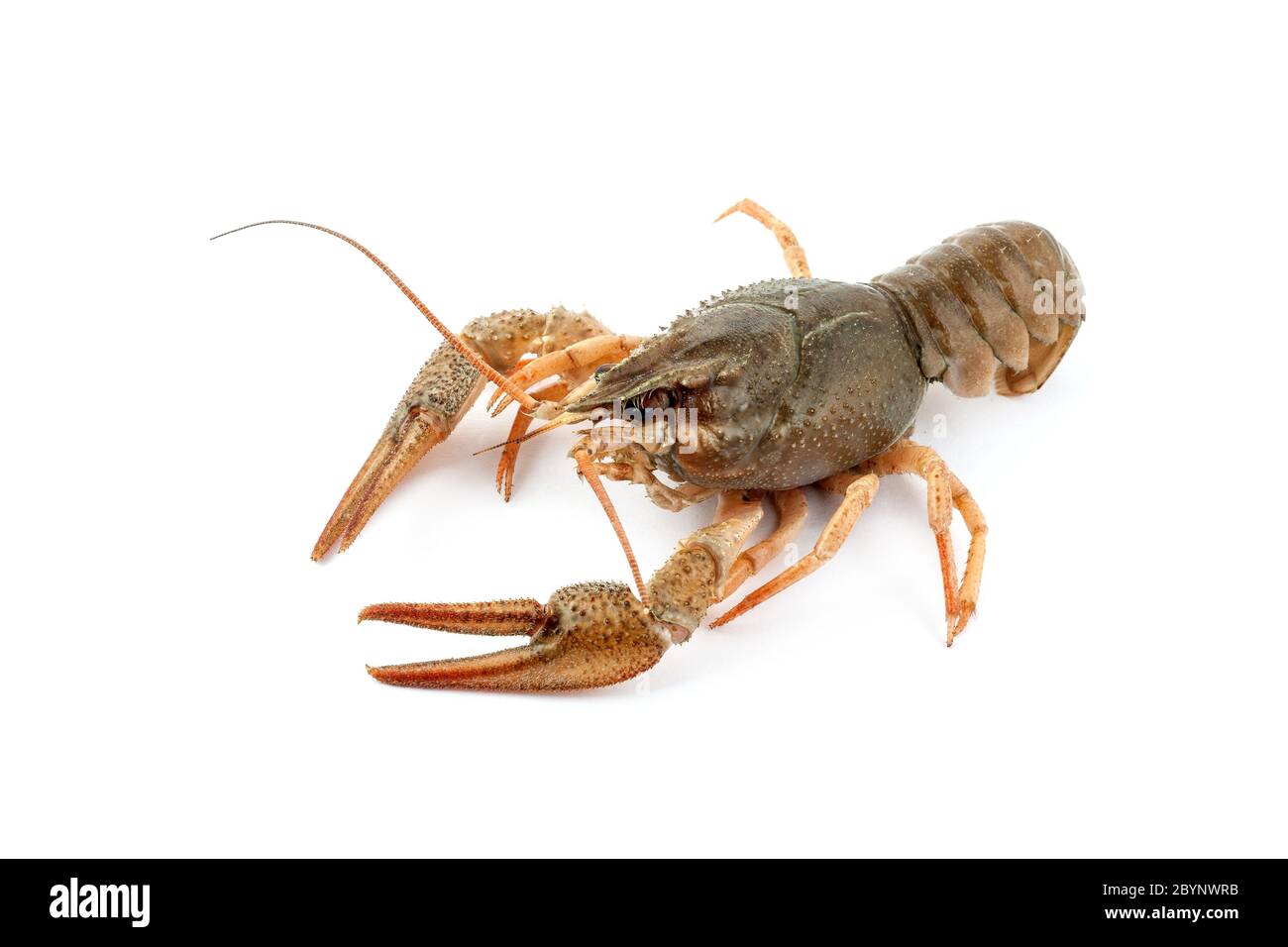 River raw crayfish Stock Photo - Alamy
