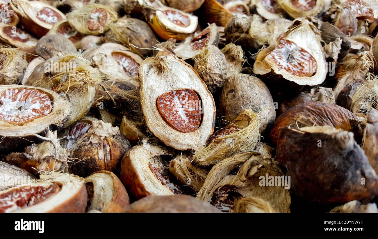 close-up dried areca nut, betel nut, thailand Stock Photo - Alamy
