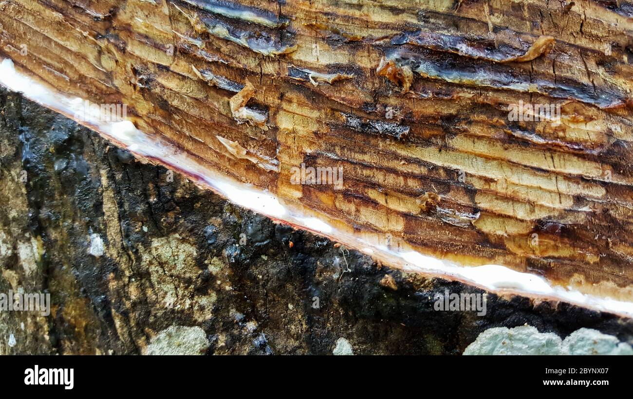 close-up skin of rubber tree with latex Stock Photo - Alamy
