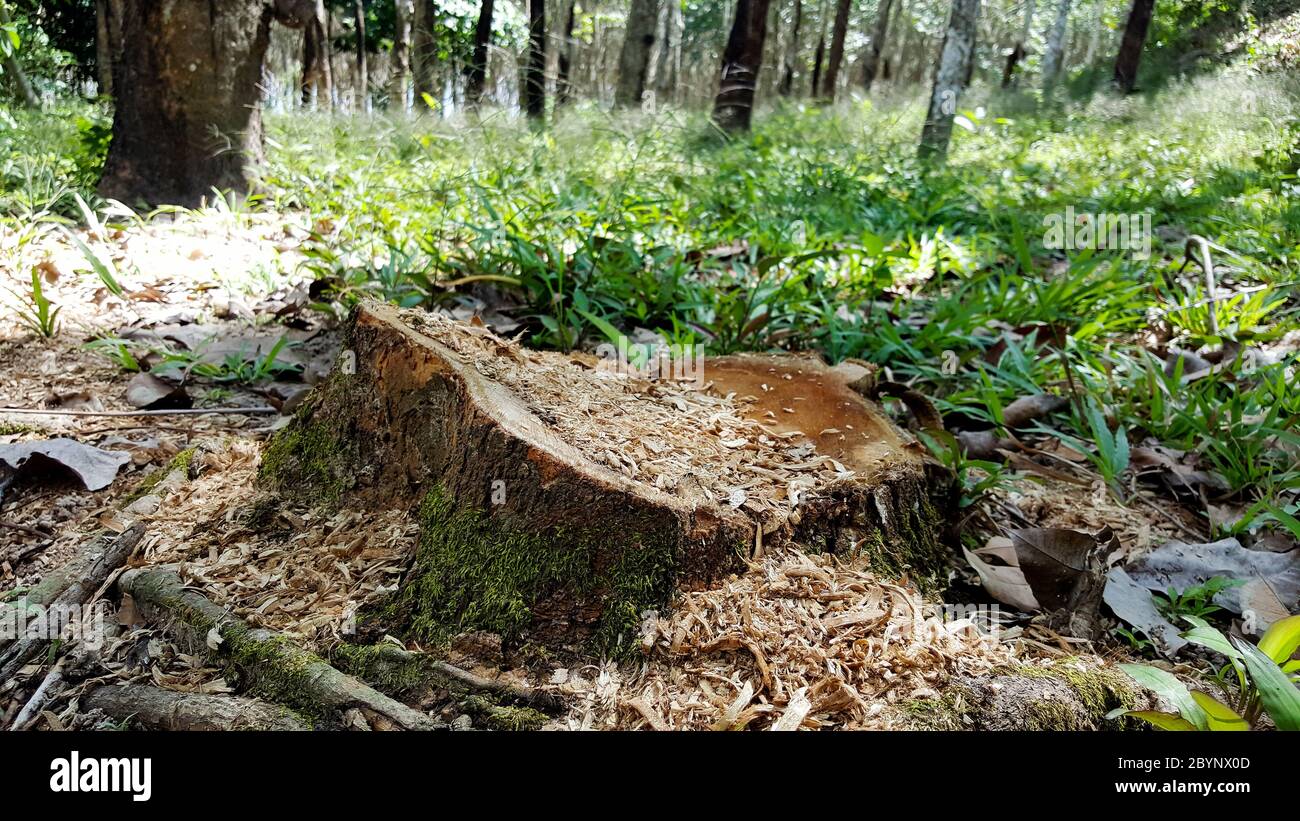 close-up stump of rubber tree Stock Photo - Alamy