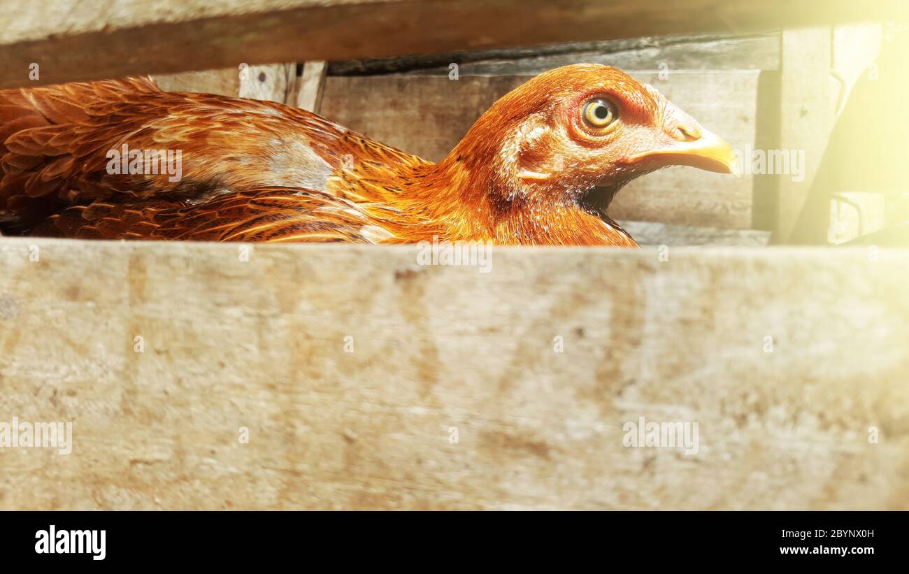 hen hatching egg on nest Stock Photo - Alamy