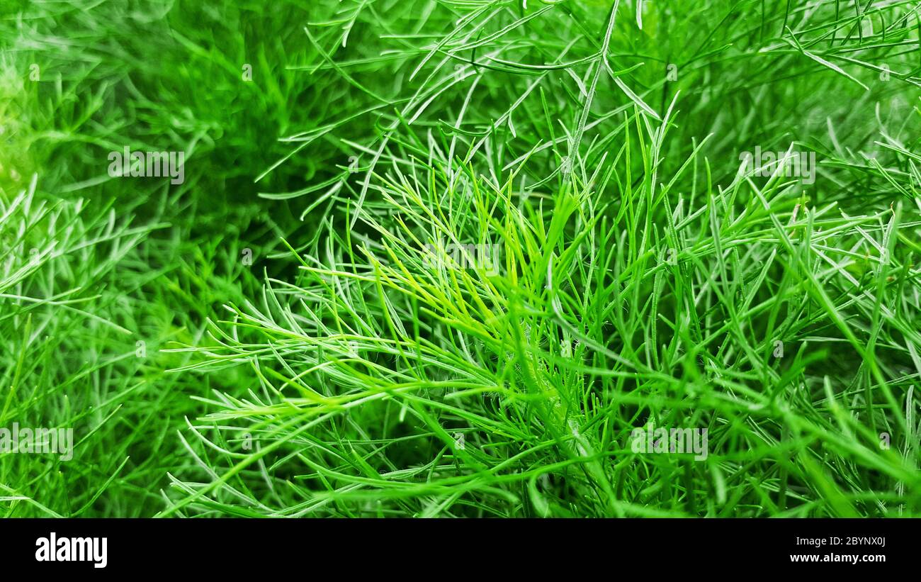 close-up organic dill leaf green nature background Stock Photo - Alamy