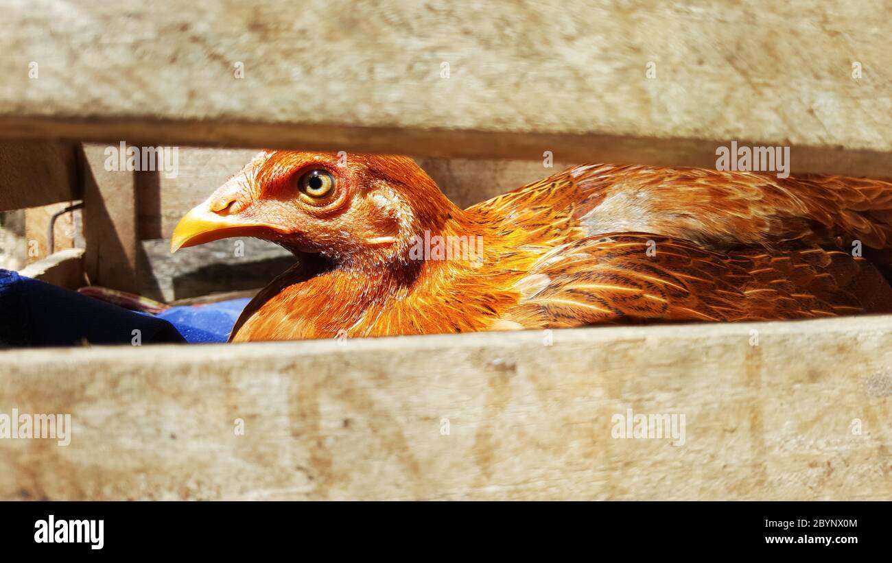 hen hatching egg on nest Stock Photo - Alamy
