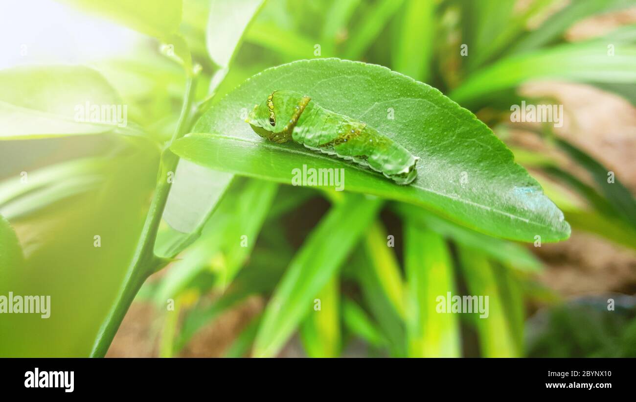 Caterpillar larva on lemon tree hi-res stock photography and images - Alamy