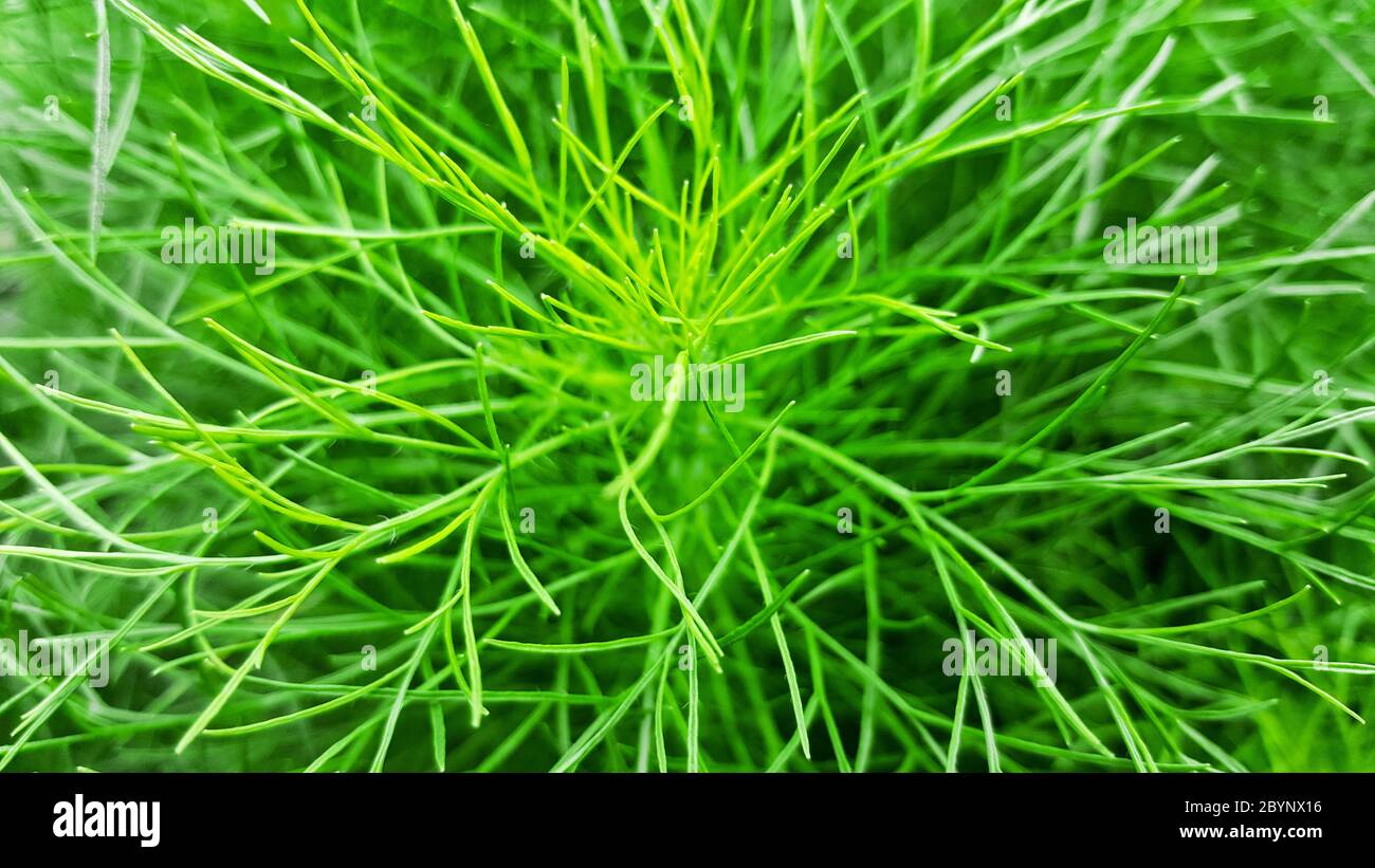 close-up organic dill leaf green nature background Stock Photo - Alamy