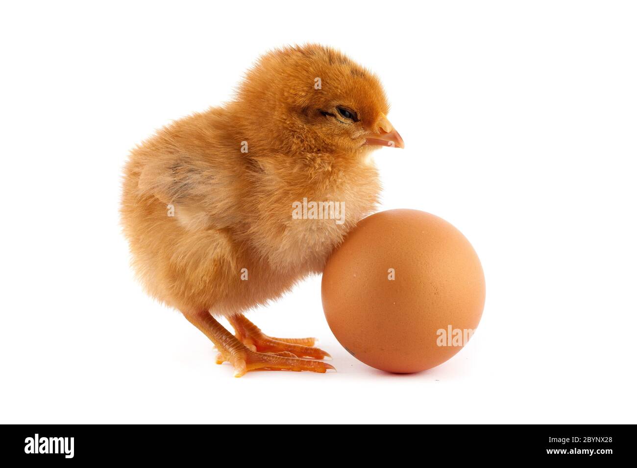 The yellow small chick Stock Photo - Alamy