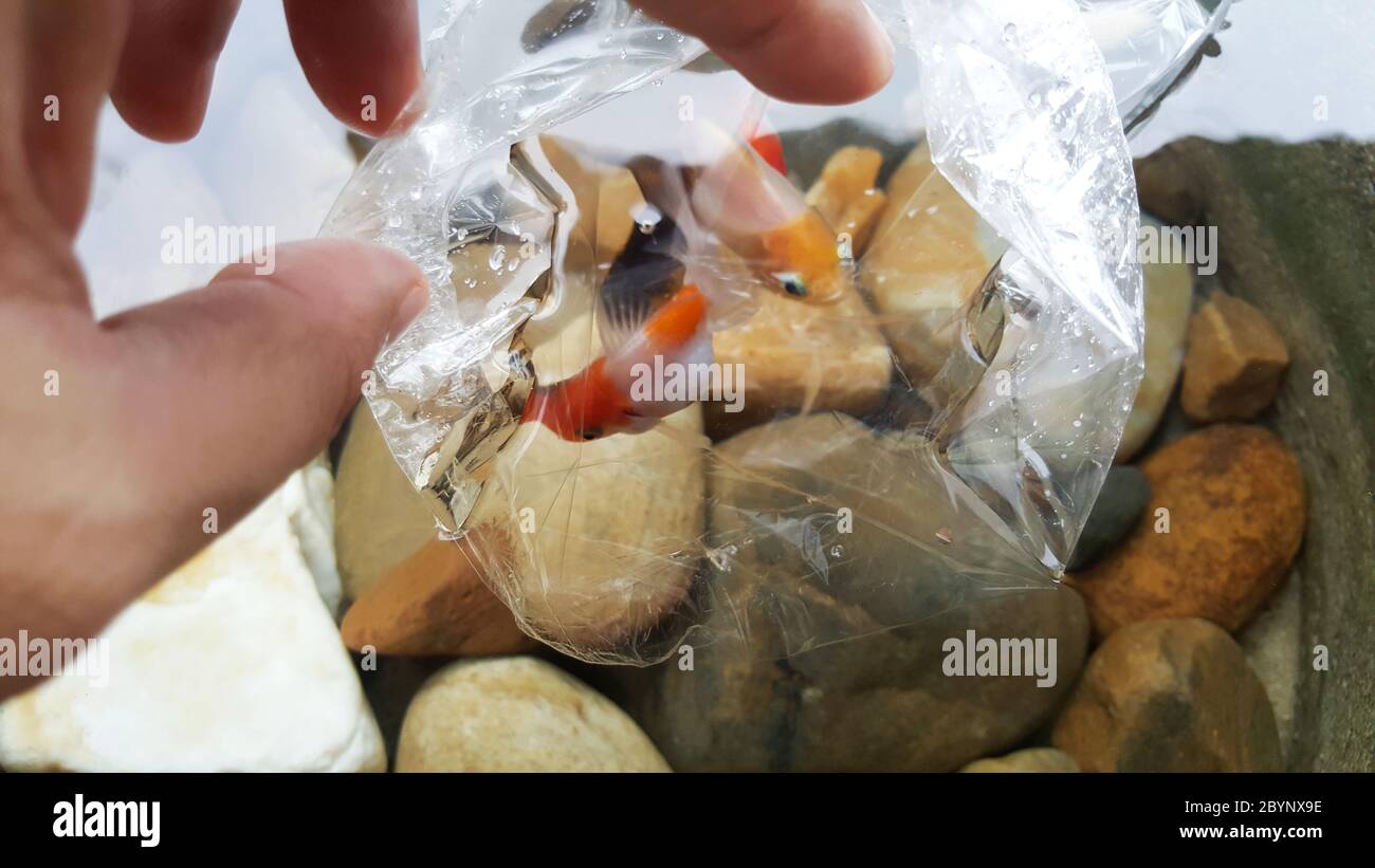 close-up releasing goldfish in water Stock Photo - Alamy
