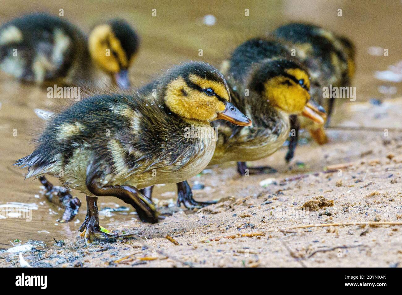 baby ducks by water Stock Photo - Alamy