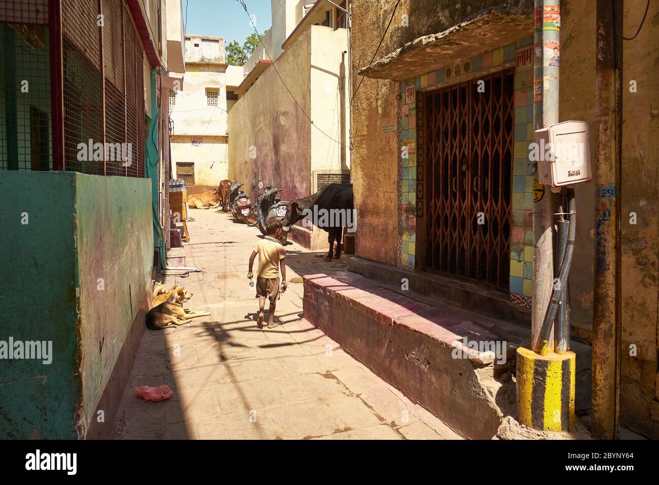 A child crosses a lane as a dog and cow look on in the narrow lanes of ...