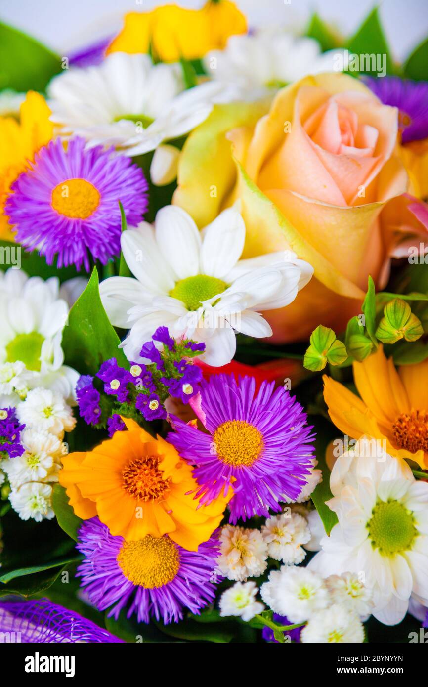 spring flowers background on white background Stock Photo - Alamy