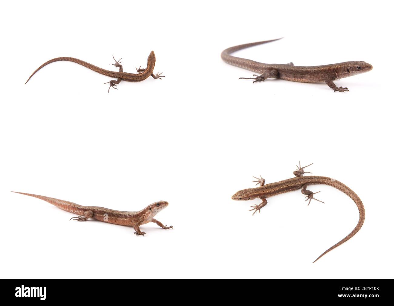 Set of small lizards on white Stock Photo - Alamy