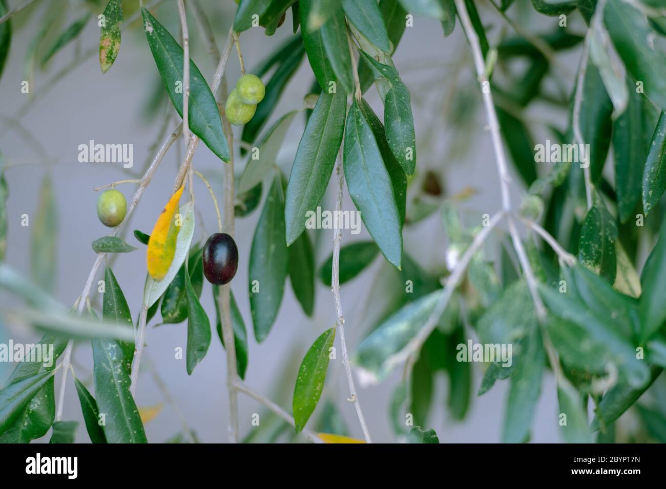 olives hanging in olive tree Stock Photo - Alamy