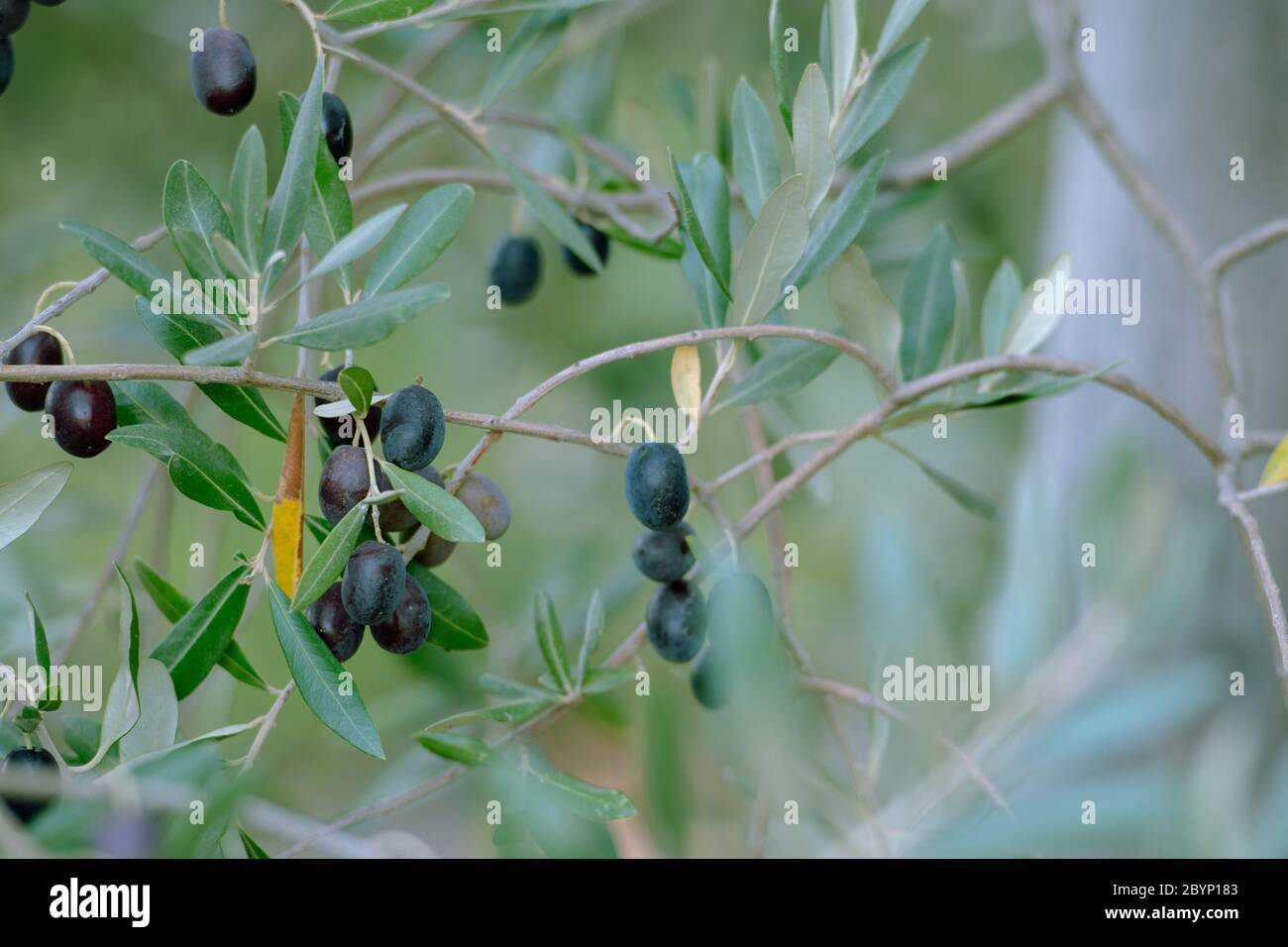 olives hanging in olive tree Stock Photo - Alamy
