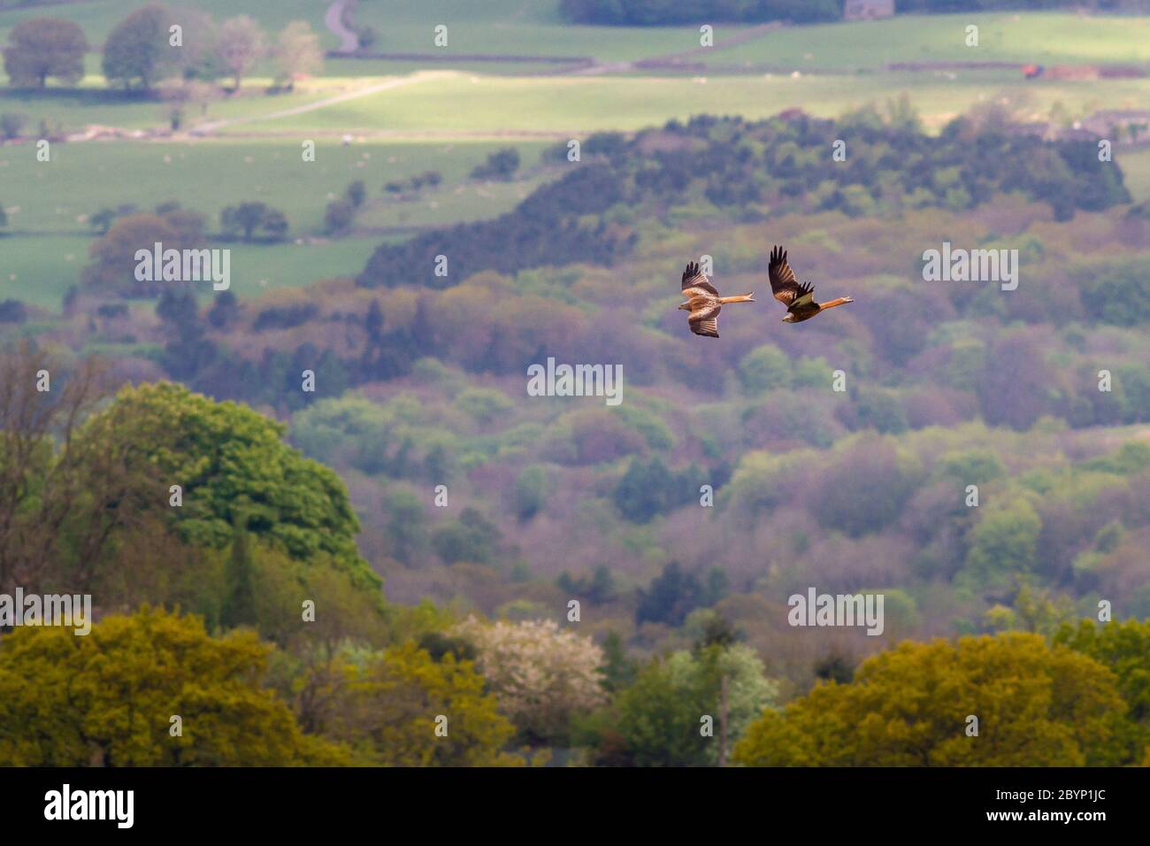 Kites flying over trees hi-res stock photography and images - Alamy