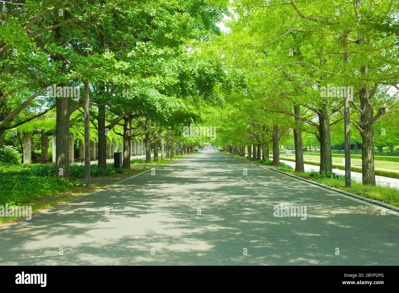Tree lined lawn hi-res stock photography and images - Alamy