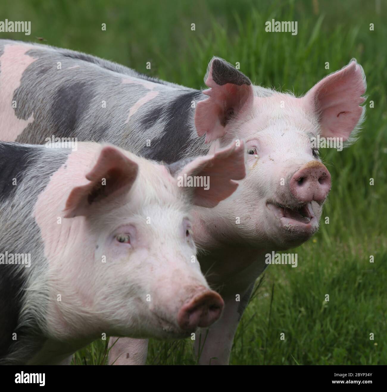 Pietrain pigs hi-res stock photography and images - Alamy