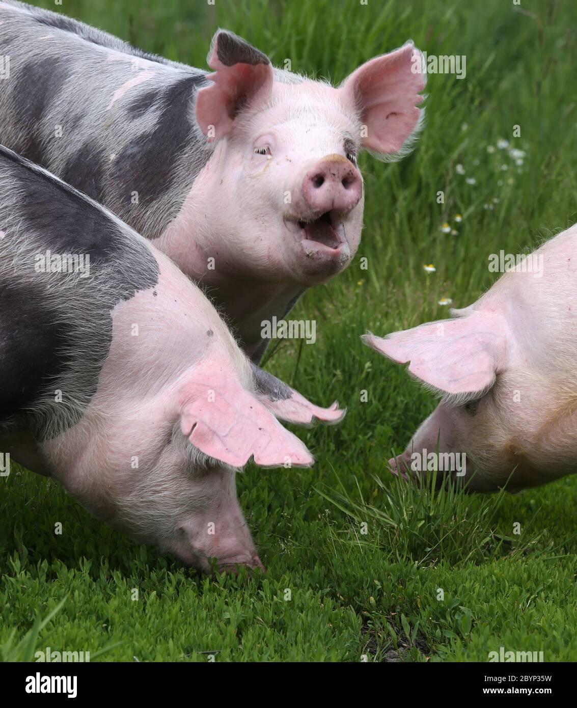 Group of pigs farming raising breeding in animal farm rural scene Stock ...