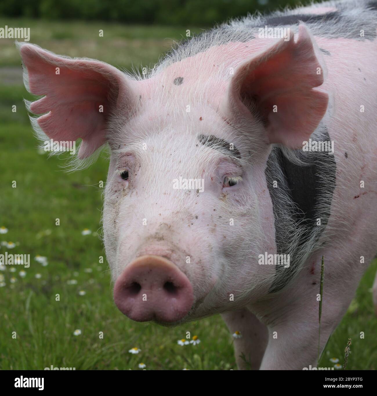 Household domestic pigs lives on animal husbandry farm. Organic ...