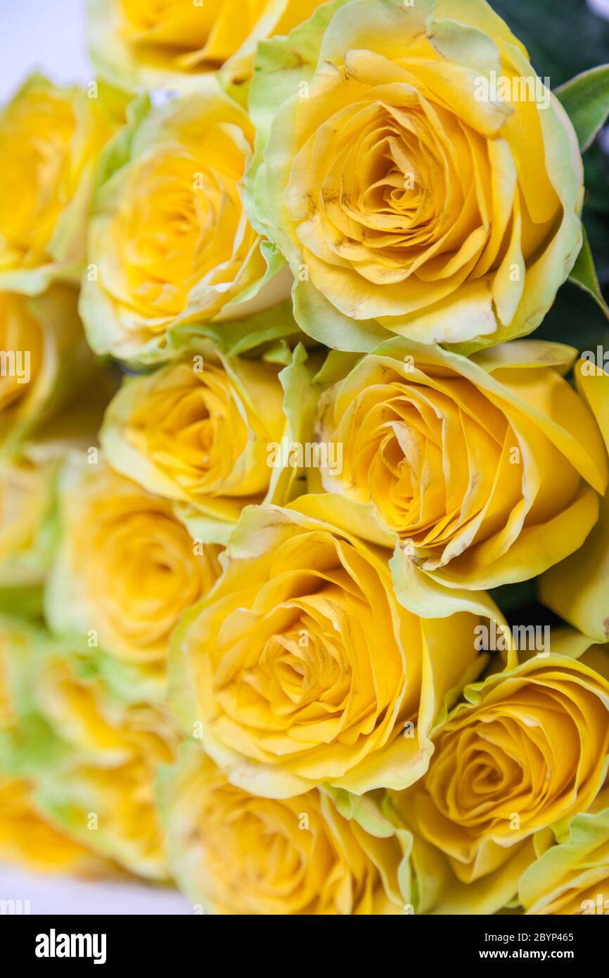 Group of fresh yellow roses Stock Photo - Alamy