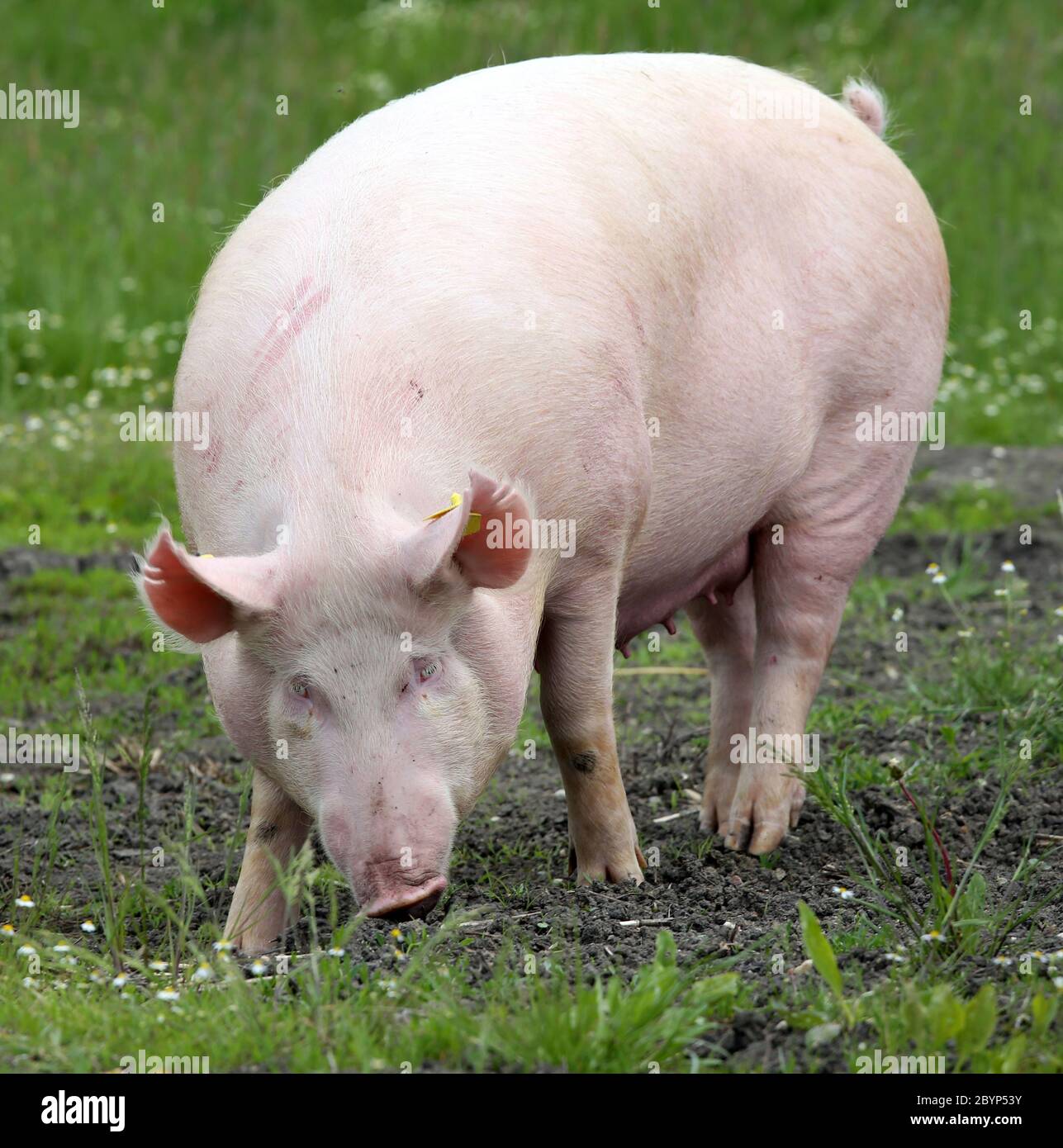 Healthy young pigs growing on the green meadow summertime Stock Photo ...