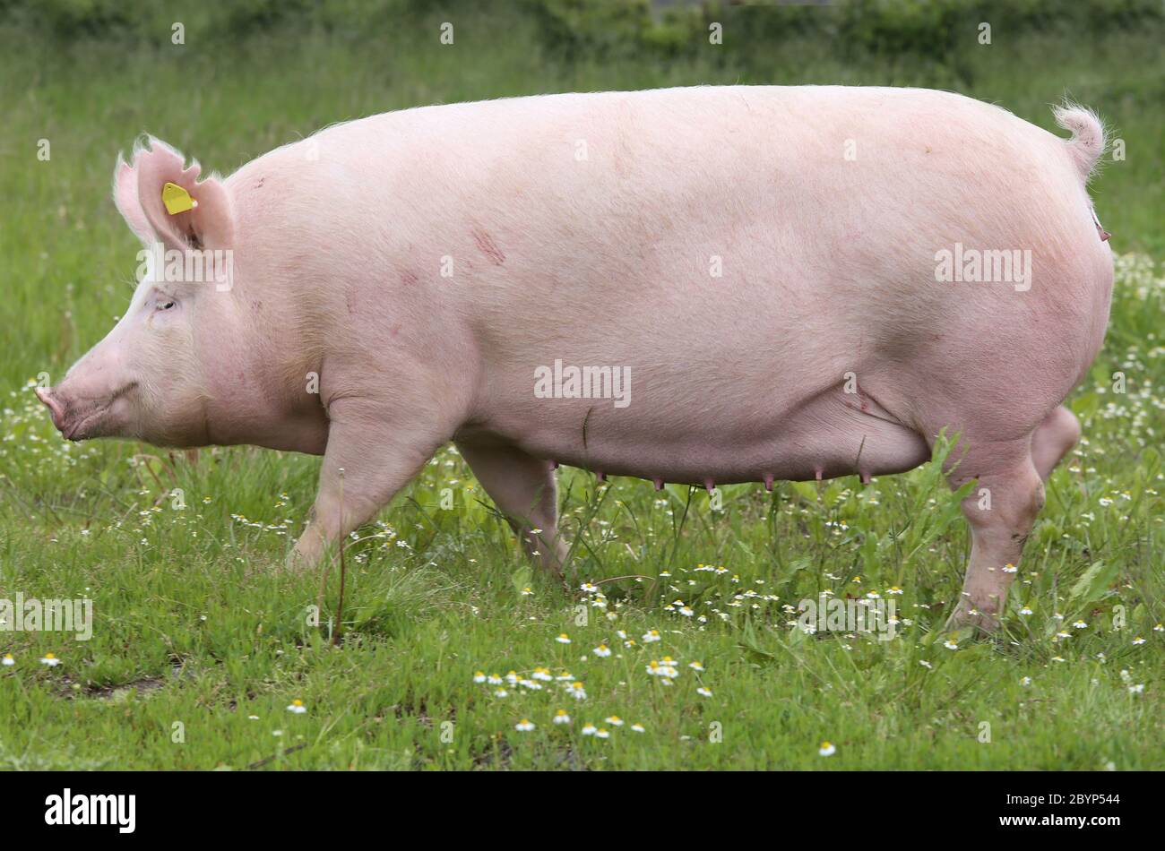Healthy young pigs growing on the green meadow summertime Stock Photo ...
