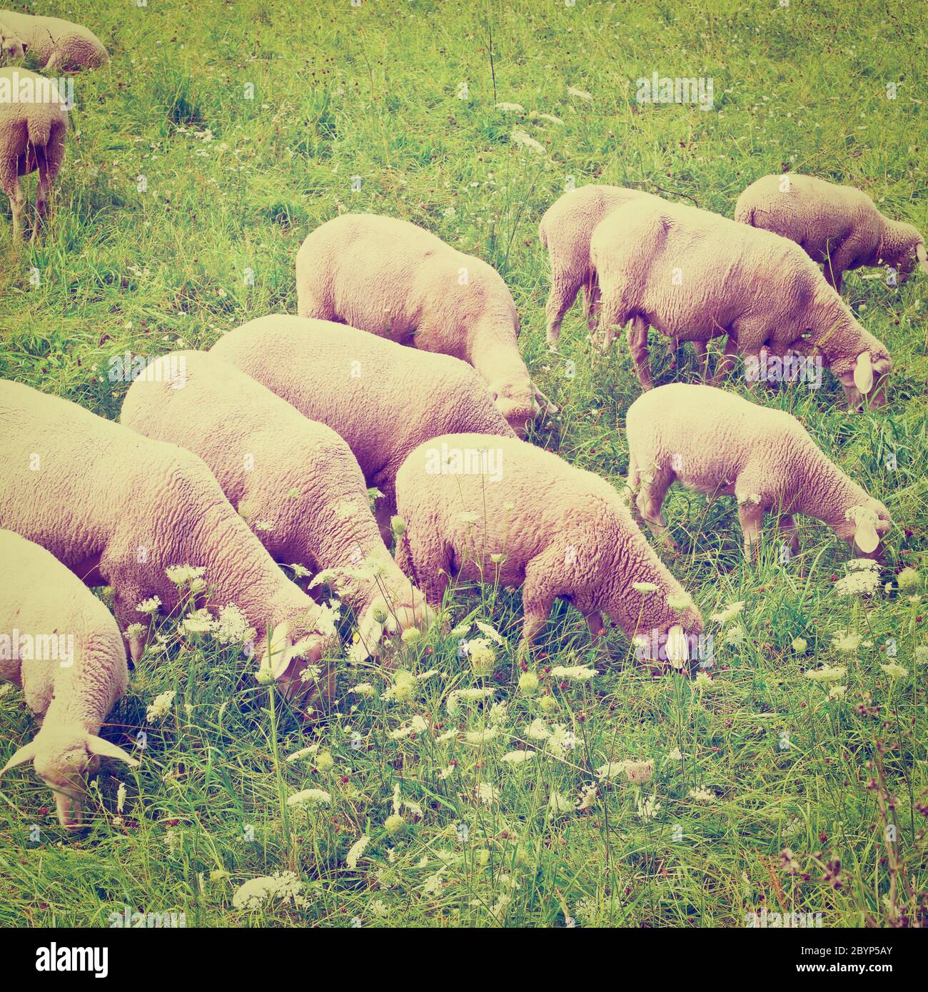 Sheep lawn hi-res stock photography and images - Alamy