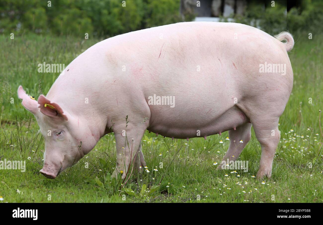 Healthy young pigs growing on the green meadow summertime Stock Photo ...