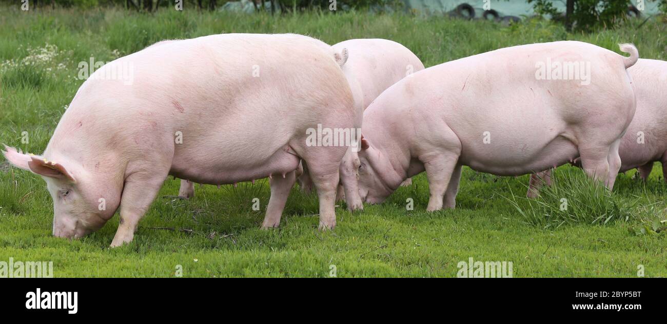 Healthy young pigs growing on the green meadow summertime Stock Photo ...