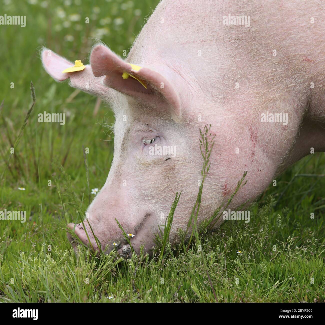 Healthy young pigs growing on the green meadow summertime Stock Photo ...