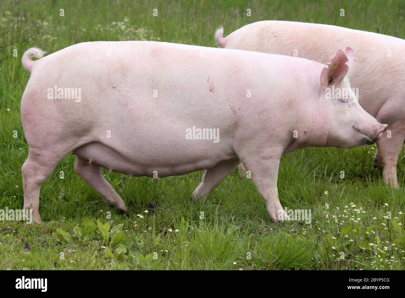 Healthy young pigs growing on the green meadow summertime Stock Photo ...