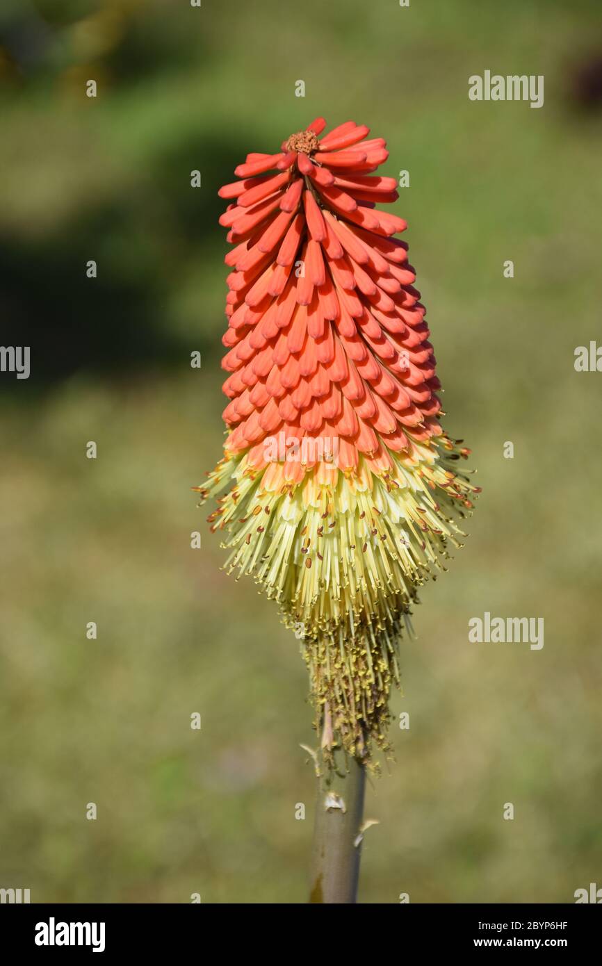 Fire Poker High Resolution Stock Photography and Images - Alamy