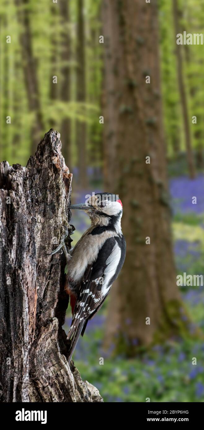 Beech trees stump hi-res stock photography and images - Alamy