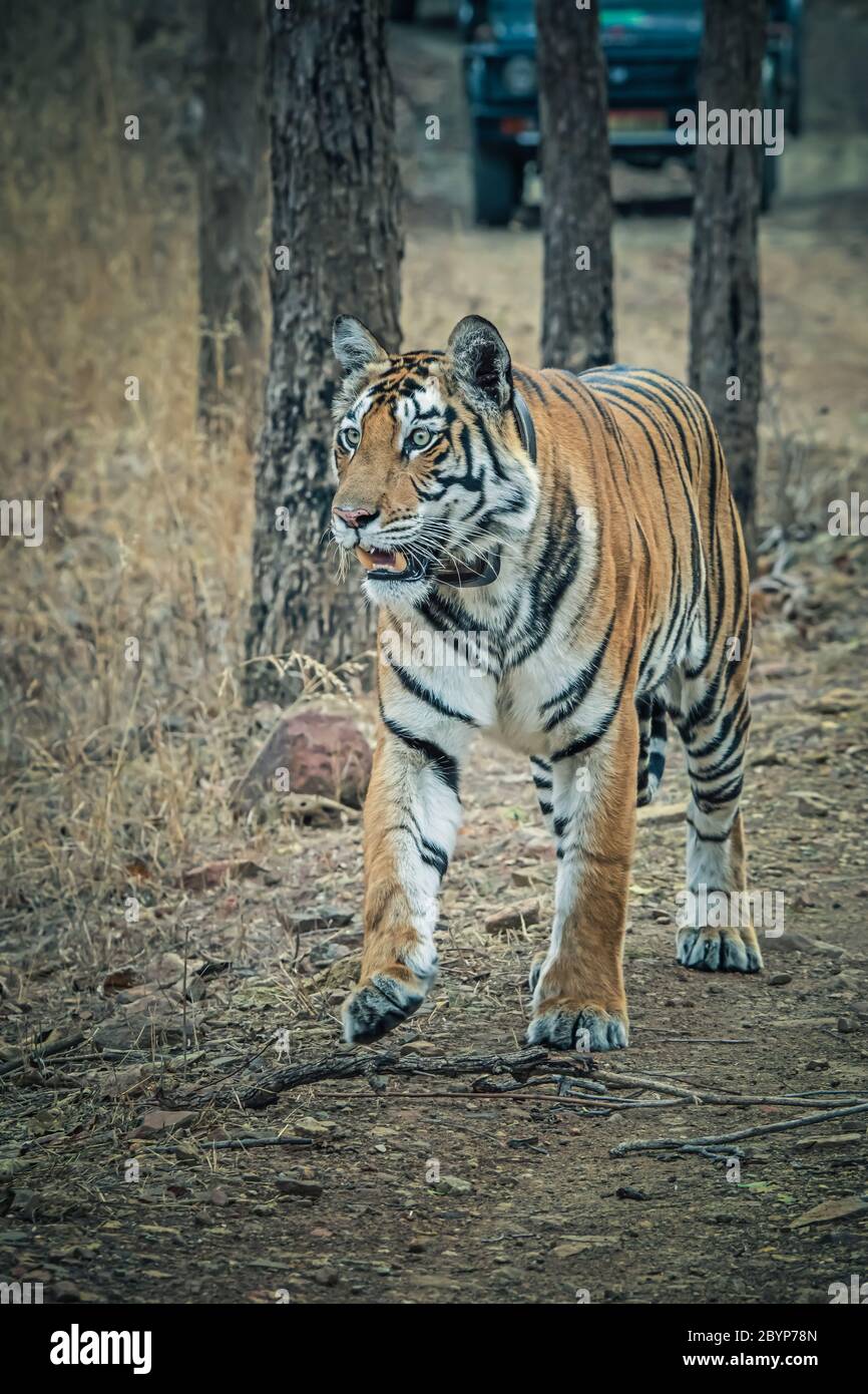 Royal Bengal Tiger, Panthera tigris walking with radio collar, Panna ...