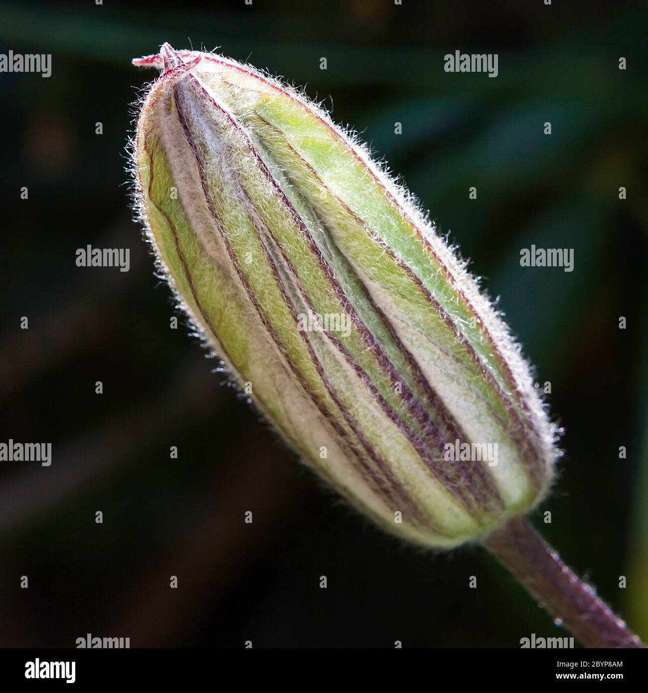 An unopened flower of a clematis Stock Photo - Alamy