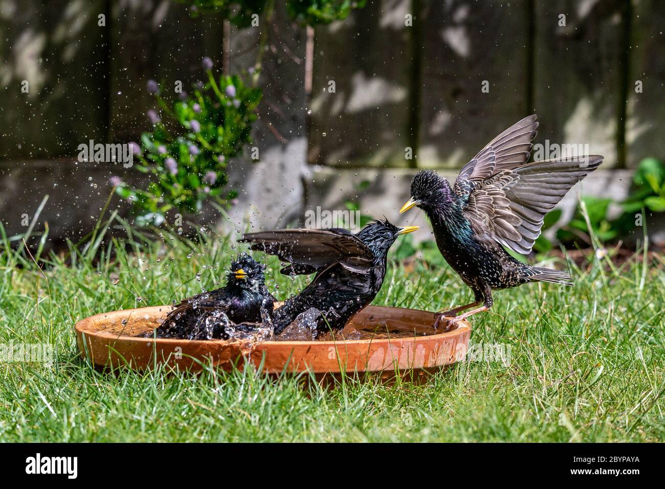 Starling Bathing In Birdbath High Resolution Stock Photography and ...