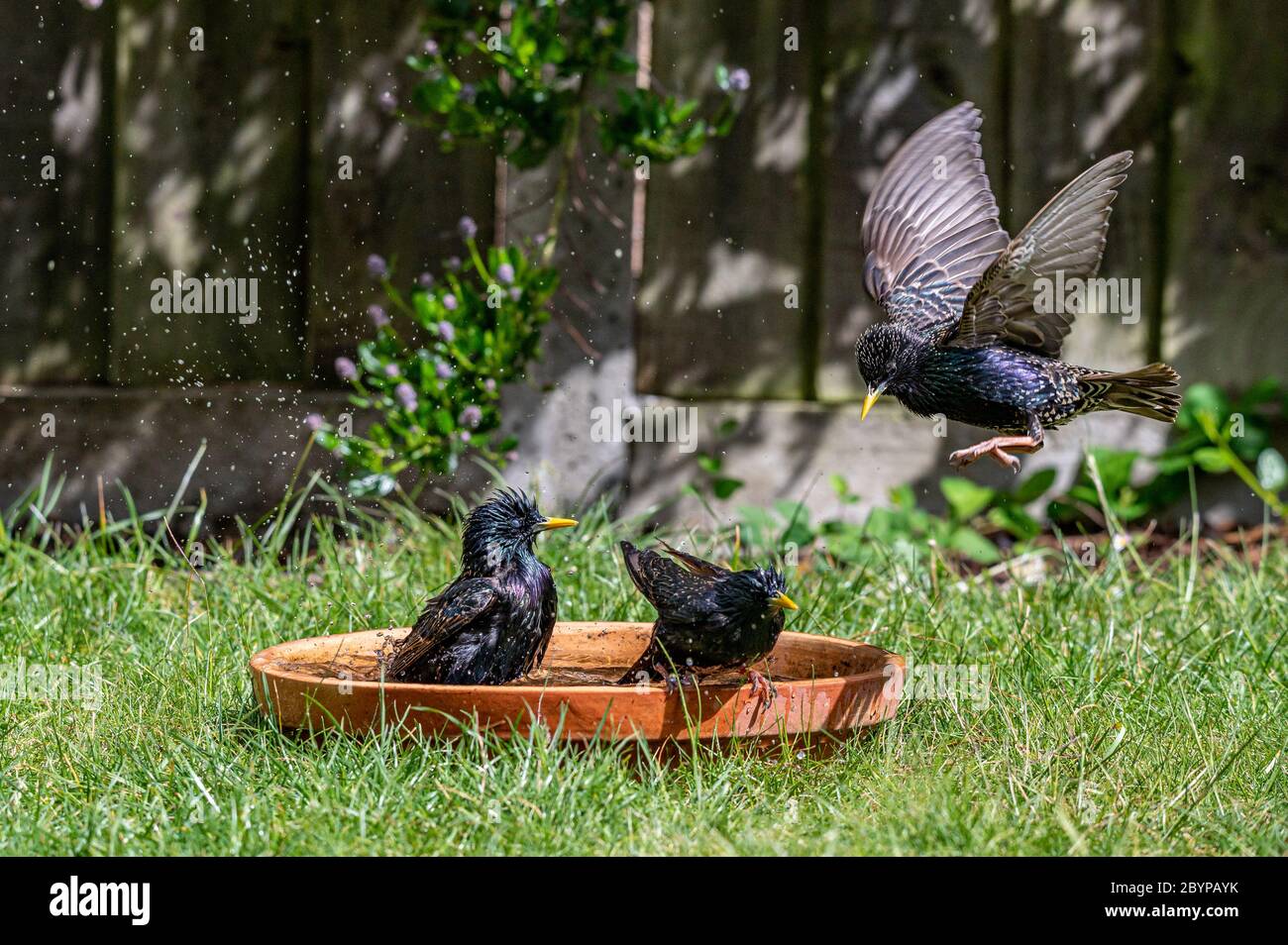 Starling in flight to preen feathers in the bird bath Stock Photo - Alamy