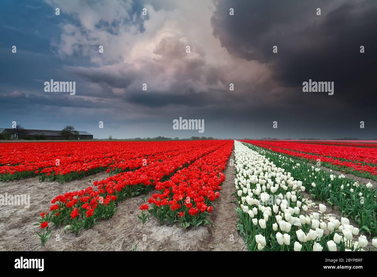 Thunderstorm flower hi-res stock photography and images - Alamy