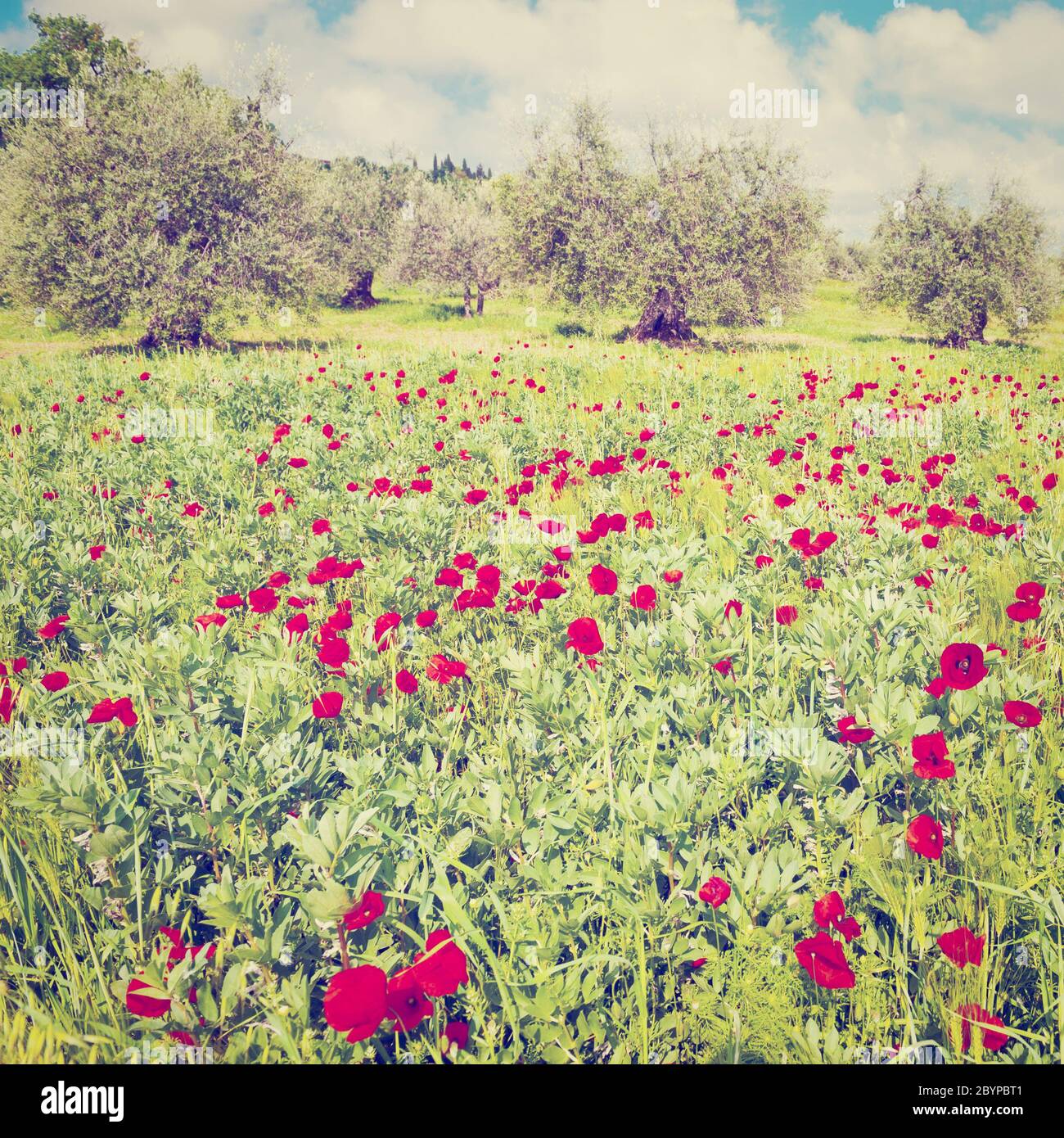 Poppy plantation hi-res stock photography and images - Alamy